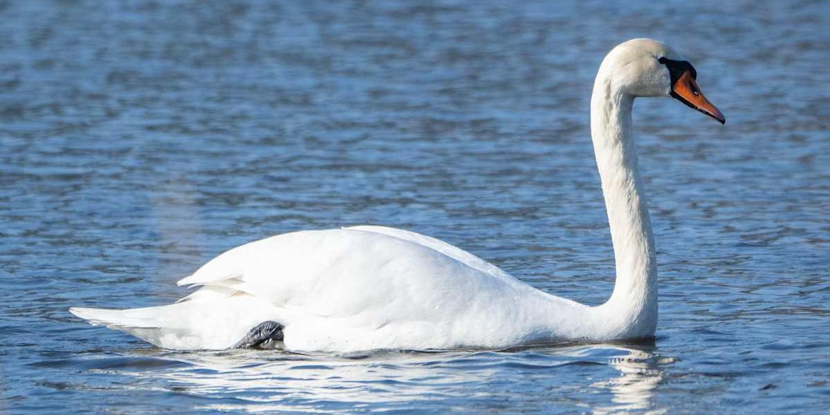 Arkansas Wildfires 2026: The Hidden Toll on Native Wildlife and ...