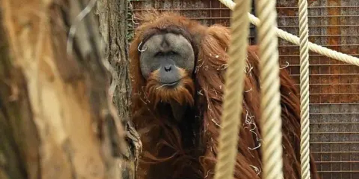 Cyclone Senyar Kills 58 Tapanuli Orangutans, Study Shows | The World Now