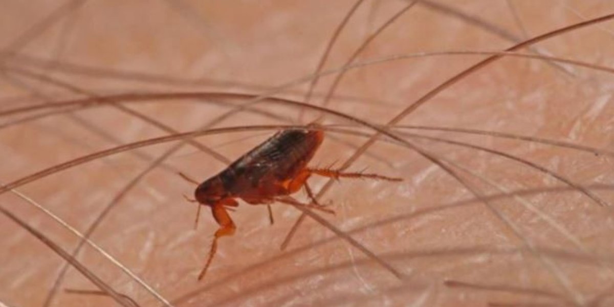 The Overlooked Catalysts: How Urbanization and Conflict Fuel Zoonotic ...